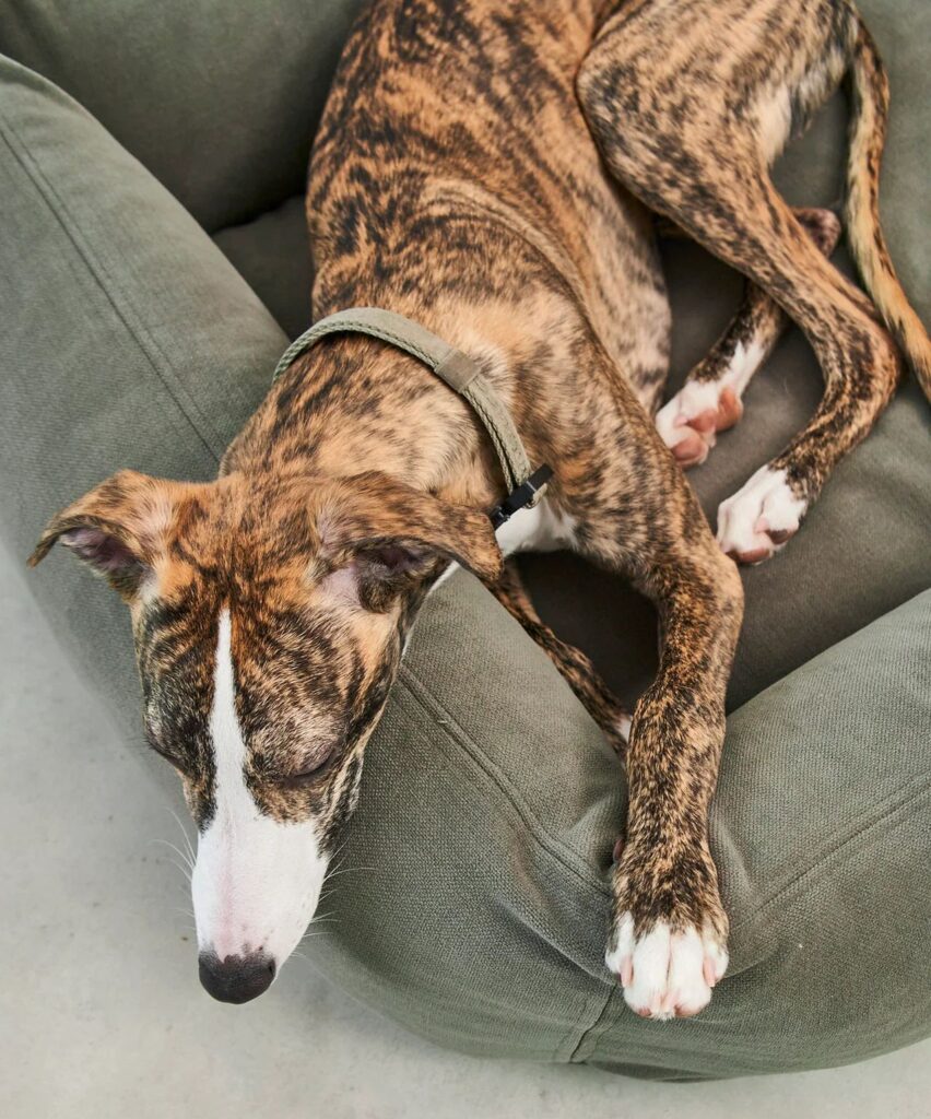 Comodo Dog Bed With Orthopedic Foam Filling is Perfect Gift