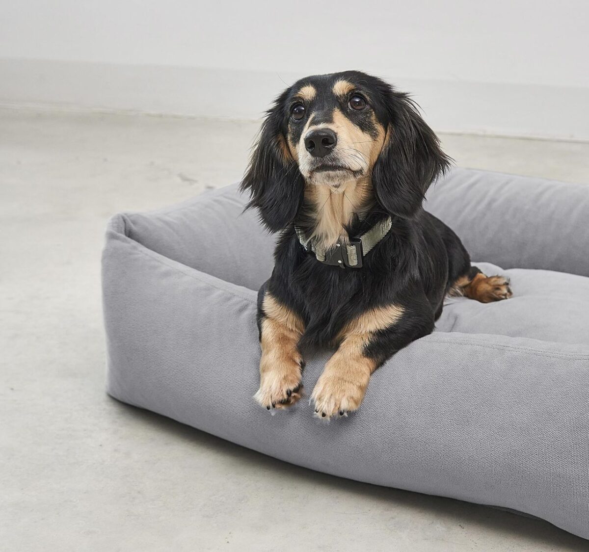 Comodo Dog Bed With Orthopedic Foam Filling is Perfect Gift
