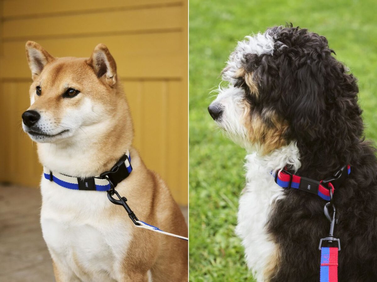 HAY Luxury Pet Collection is a Colorful Treat for Your Furry Friend