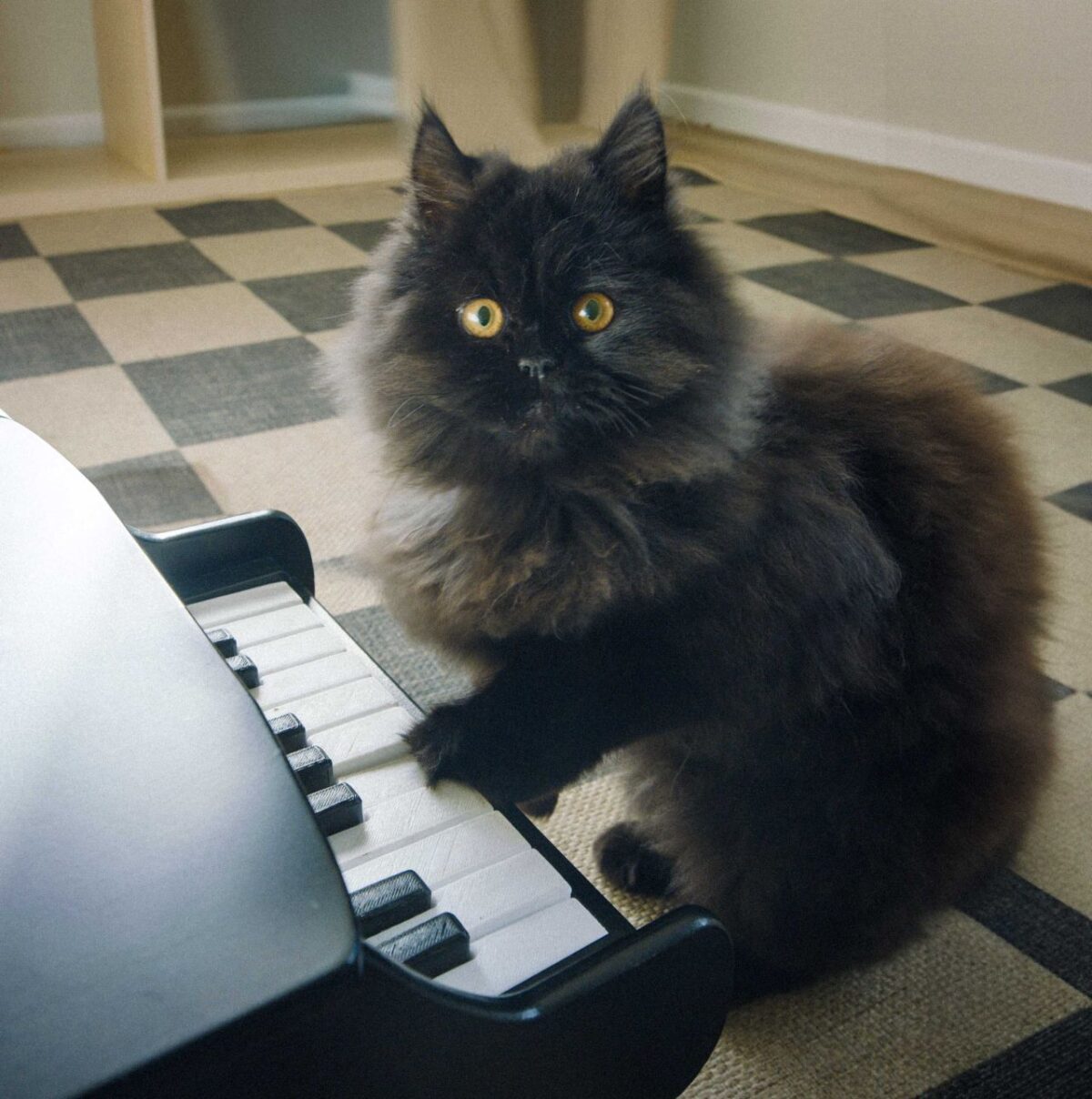 Pet Piano is Musical Pet Feeder That Turns Your Cat Into Meowzart