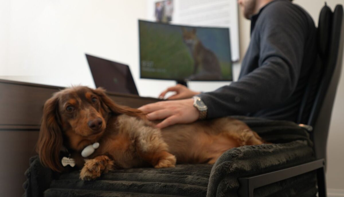 SeatMate Pet Office Chair With a Ramp is Throne for Your Pal