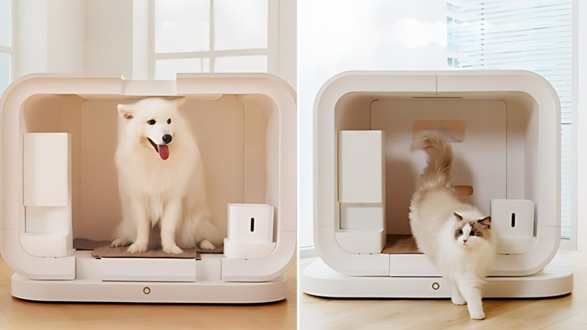 Find the Best Gift for Your Pet