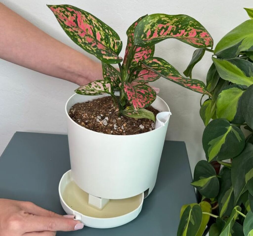 Recyclable Drain Drawer Pot Keeps Your Plants From Drowning