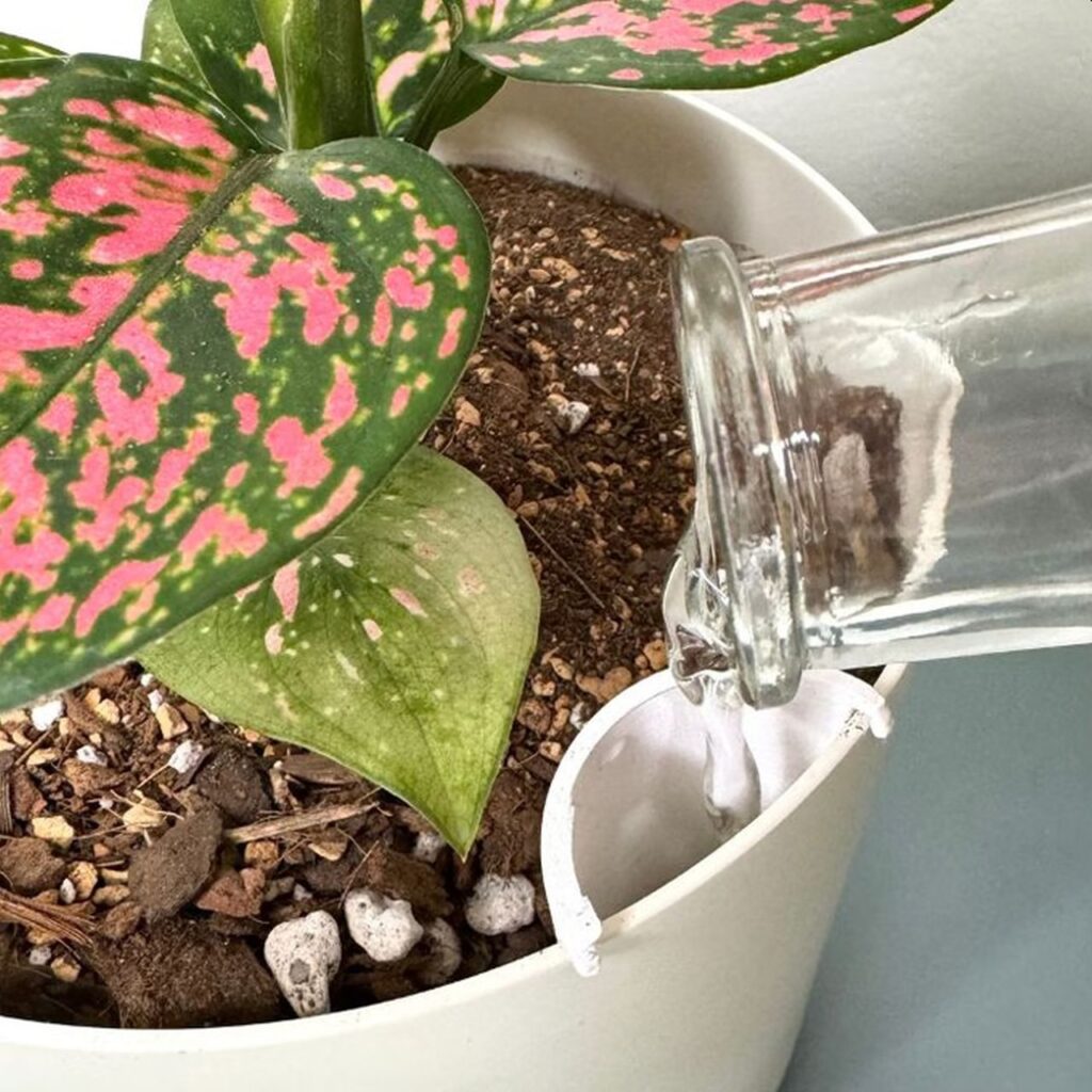 Recyclable Drain Drawer Pot Keeps Your Plants From Drowning