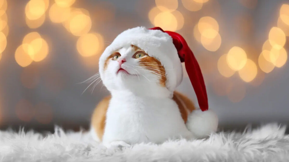 25+ Cat Gifts for Christmas Handpicked With Purrfect Care