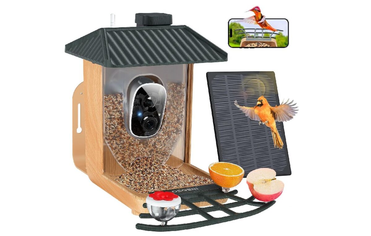 10 Best Smart Bird Feeders to Watch Feathered Friends in the Yard