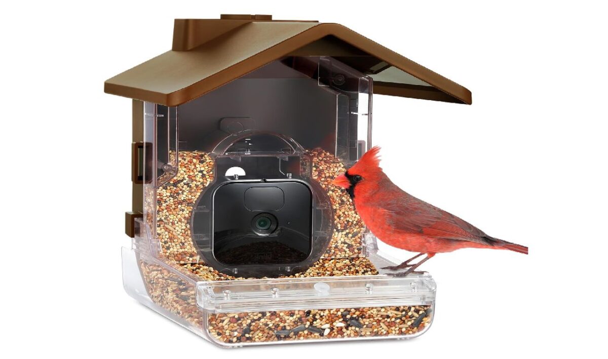 10 Best Smart Bird Feeders to Watch Feathered Friends in the Yard
