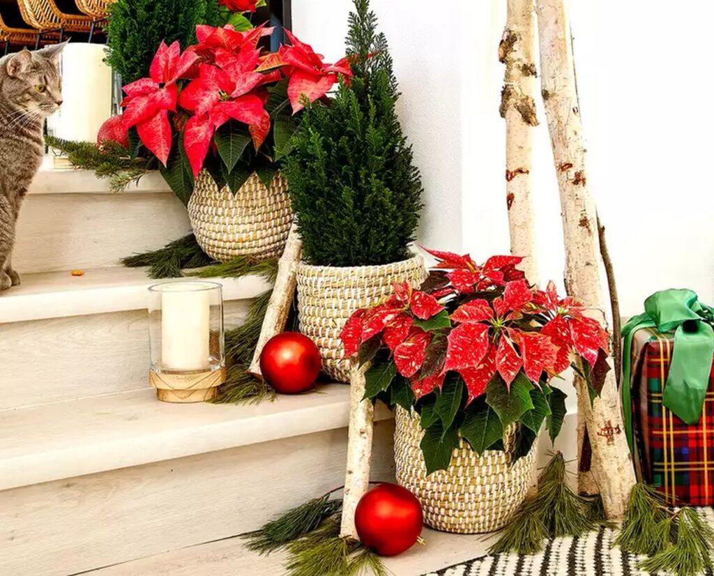 15+ Unique Poinsettia Christmas Arrangement Ideas for Your Home