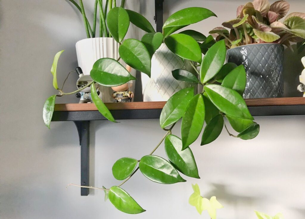 10+ Best Plant Gift Ideas for Valentine's Day