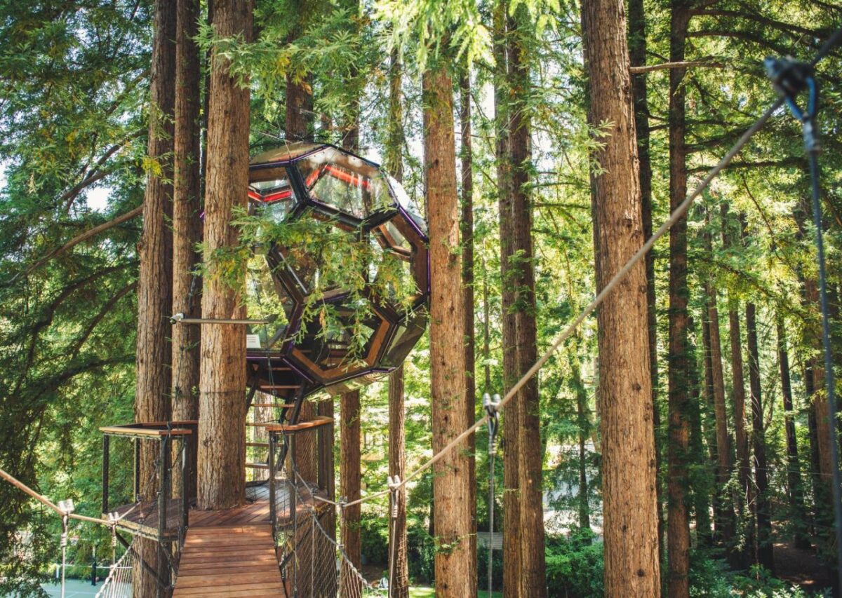 Redwood Ripple Treehouse by O2 Mimics Fruiting Fungi on Trees