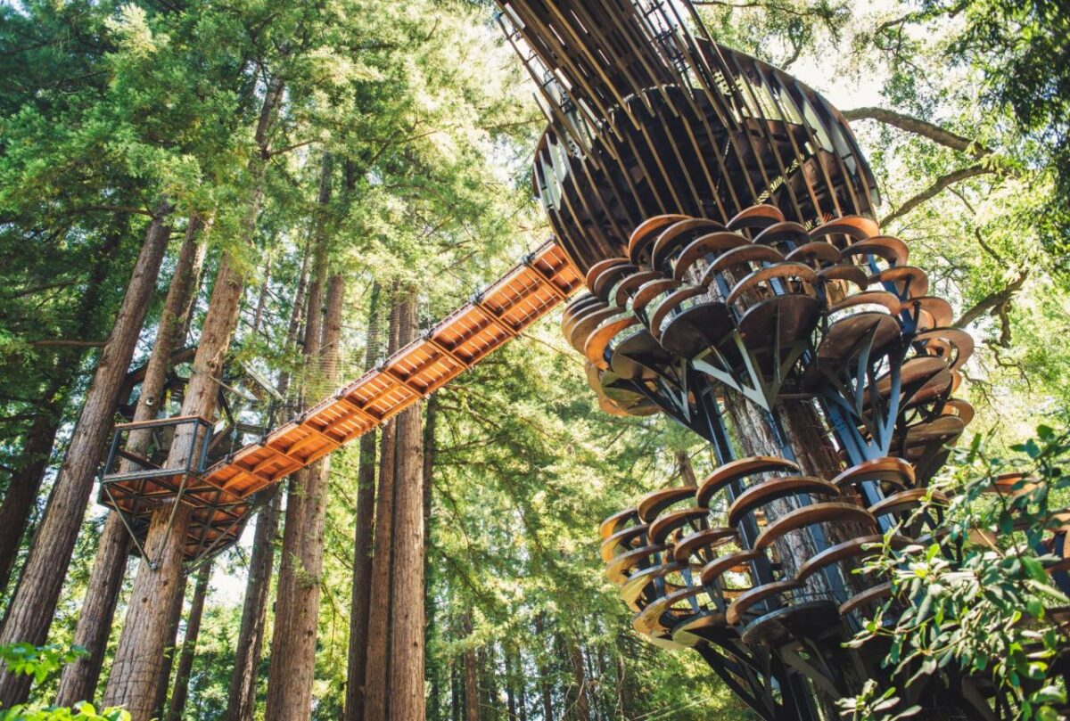 Redwood Ripple Treehouse by O2 Mimics Fruiting Fungi on Trees