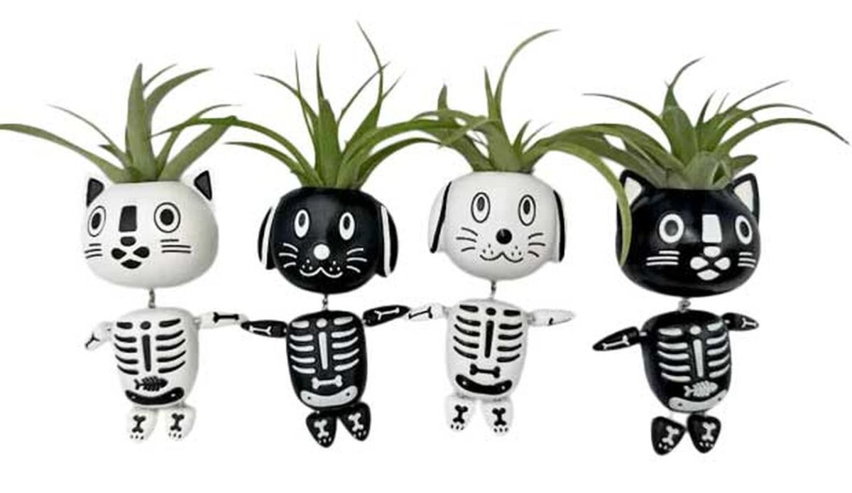Trader Joes Skeleton Planter