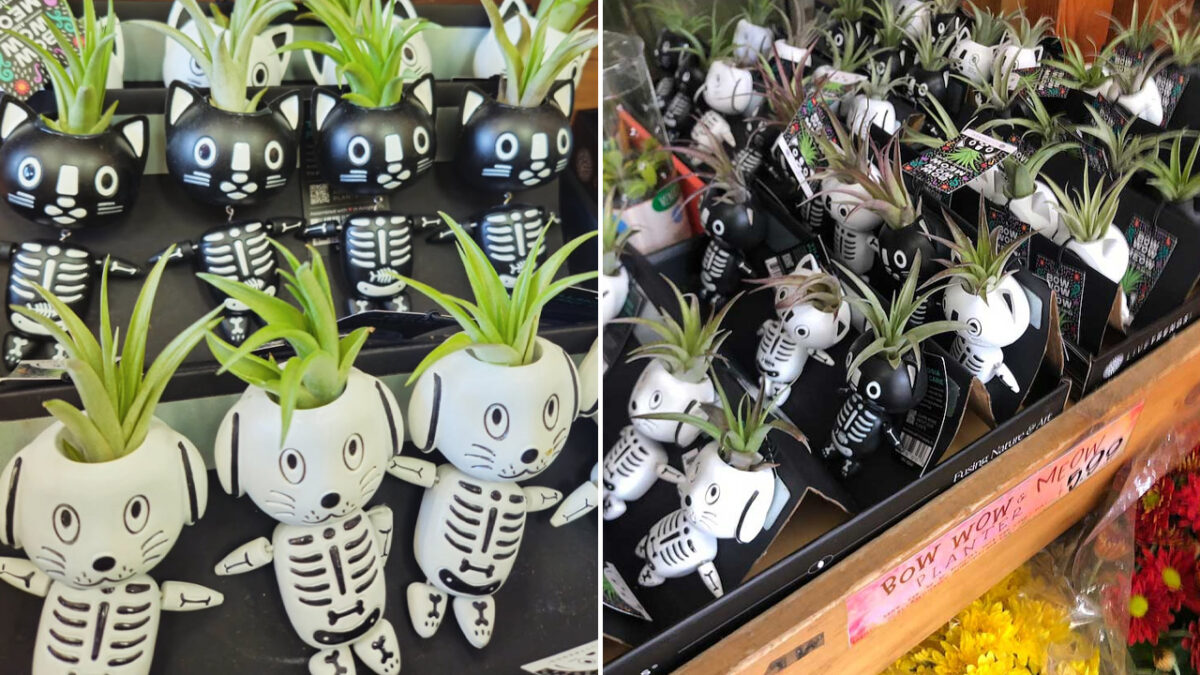 Trader Joes Skeleton Planter