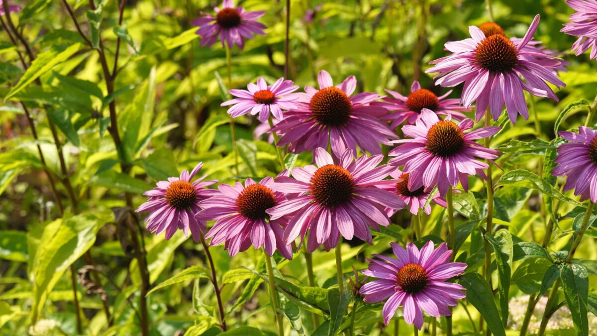 Perennials to Plant This Fall for Lush and Vibrant Spring Garden
