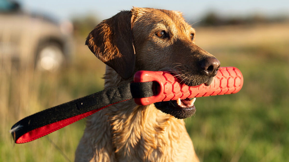 Yeti Launches Its First Dog Toys That'll Survive the Teeth and Paws