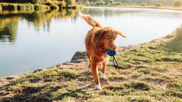 Yeti Launches Its First Dog Toys That'll Survive the Teeth and Paws