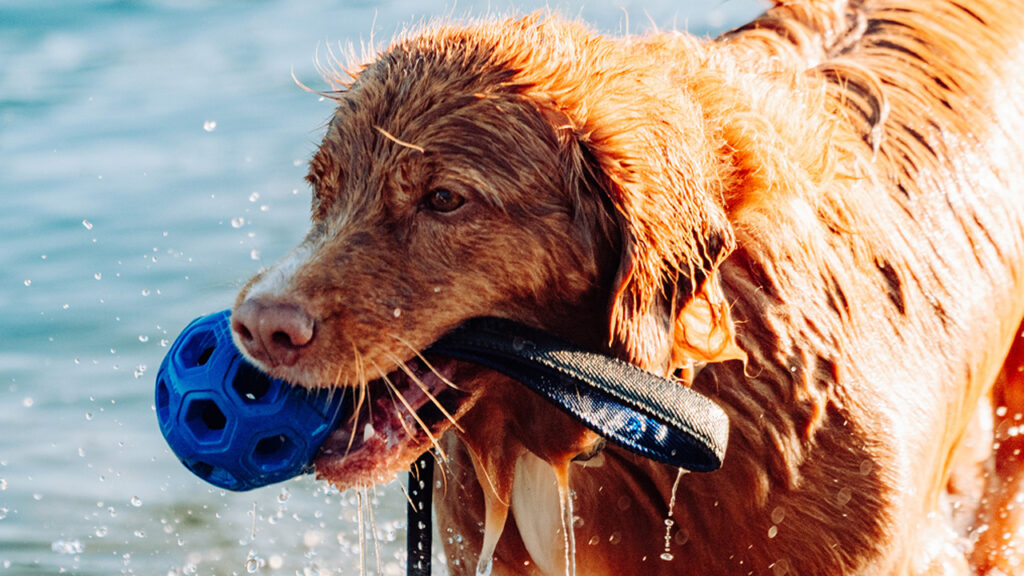 Yeti Launches Its First Dog Toys That'll Survive the Teeth and Paws