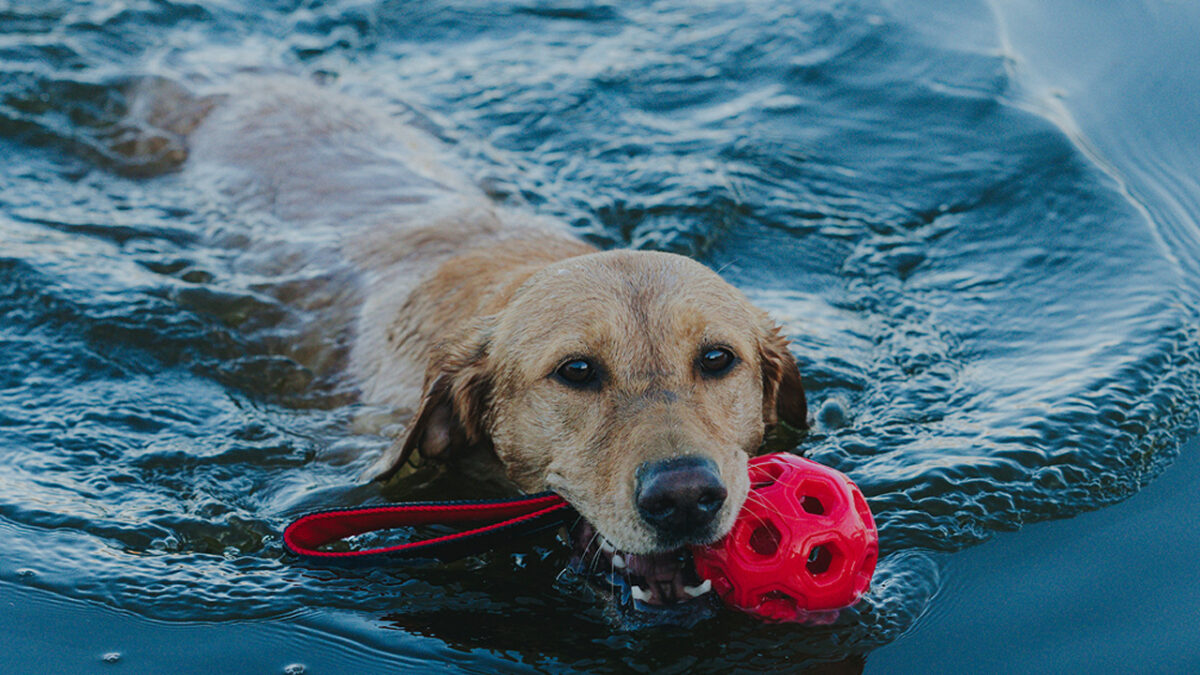 Yeti Launches Its First Dog Toys That'll Survive the Teeth and Paws