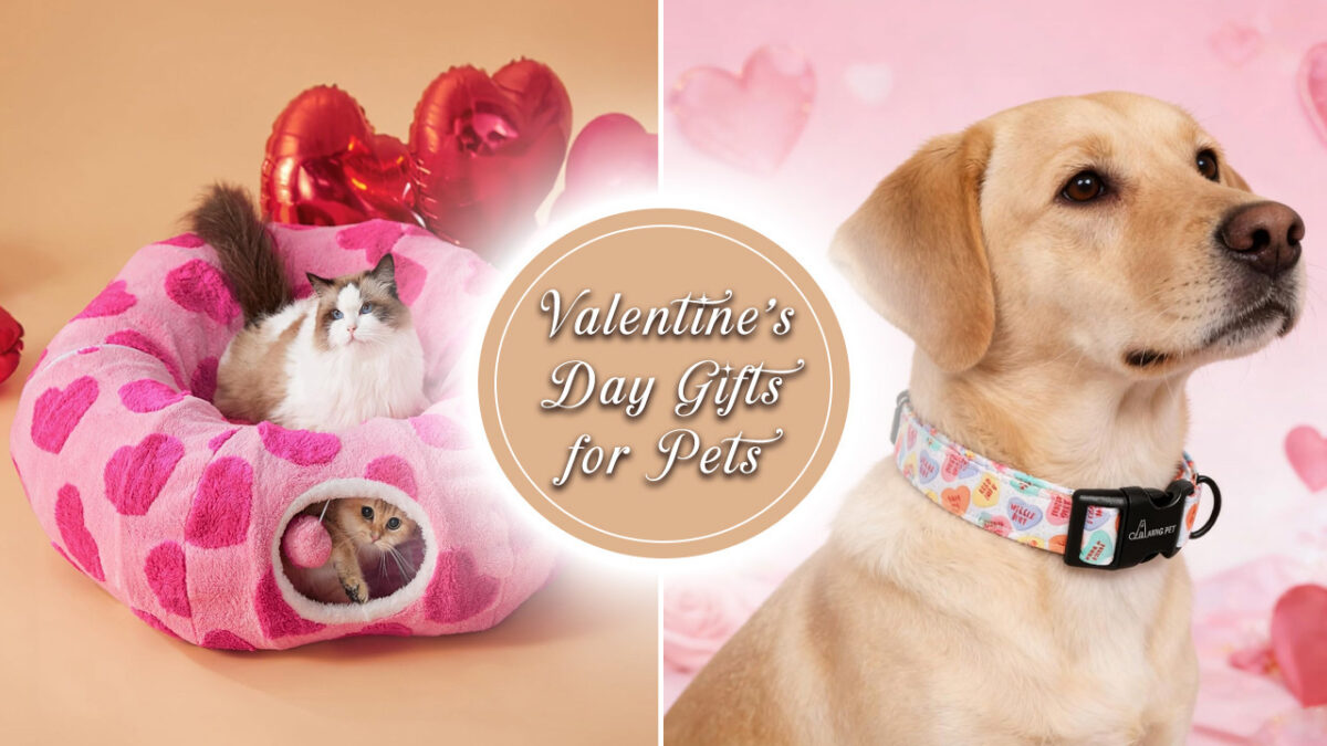 Valentine’s Day Gifts for Pets: Best Picks for Cats and Dogs